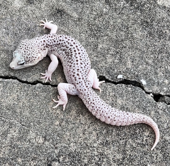 Godzilla Giant Fascio Galaxy Het Tremper Leopard Gecko by Bayside Geckos