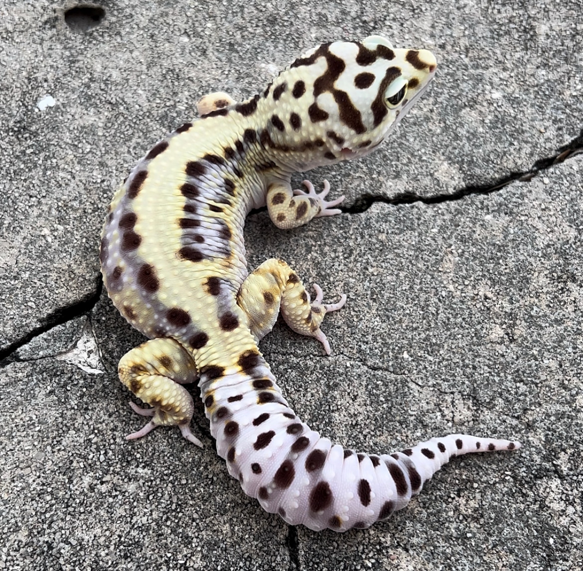 Bold Stripe (GGG Line) Leopard Gecko by Bayside Geckos - MorphMarket
