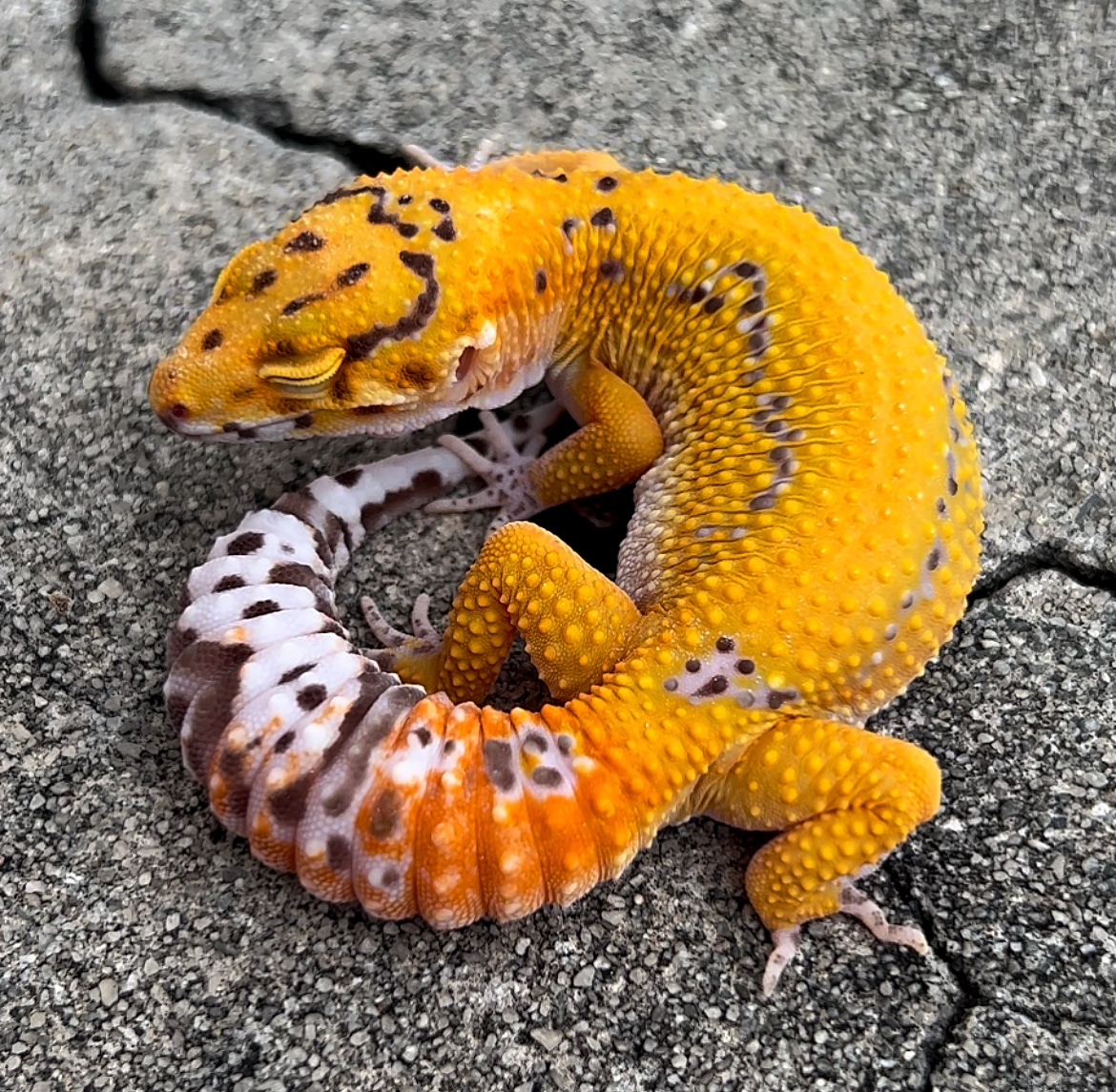 Clown Bell Albino Leopard Gecko by Bayside Geckos - MorphMarket