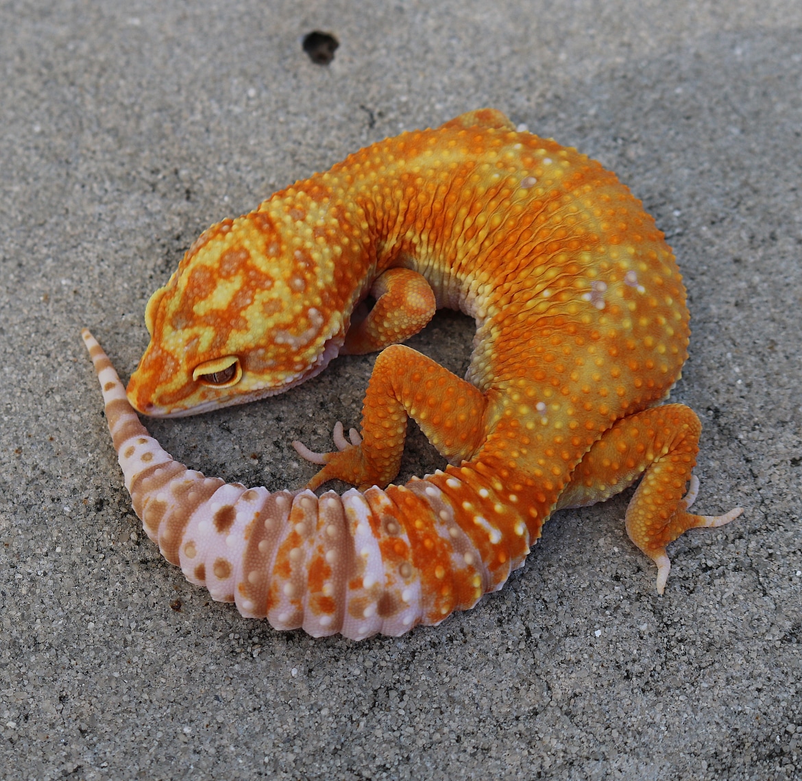 Firewater Leopard Gecko by Bayside Geckos - MorphMarket