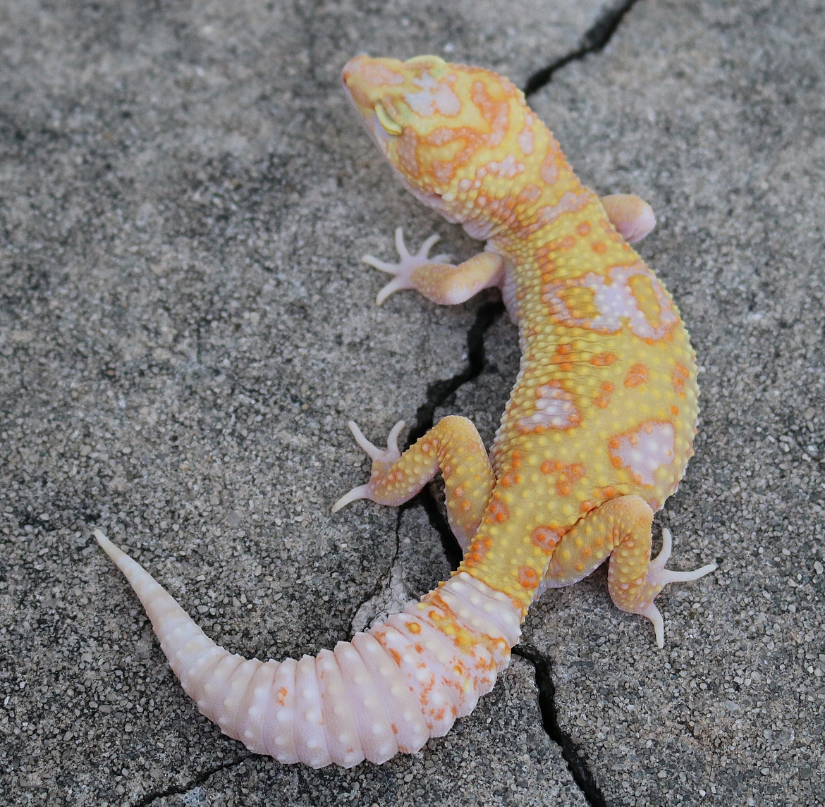 Giant WY Tremper Eclipse Leopard Gecko by Bayside Geckos - MorphMarket