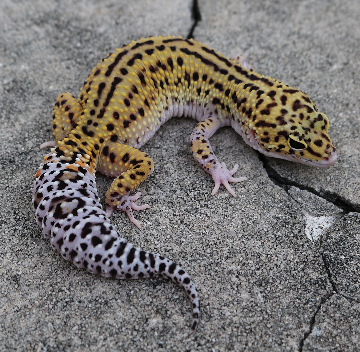 Hyper Xanthic Mack Snow Eclipse Reverse Stripe Leopard Gecko by Bayside ...