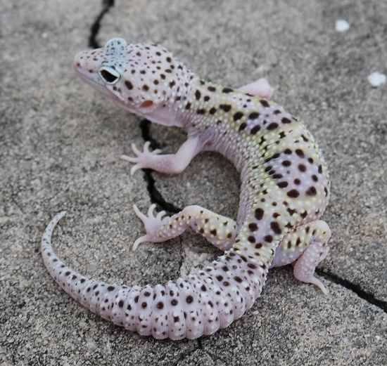 Fasciolatus Mack Snow Eclipse Leopard Gecko by Bayside Geckos