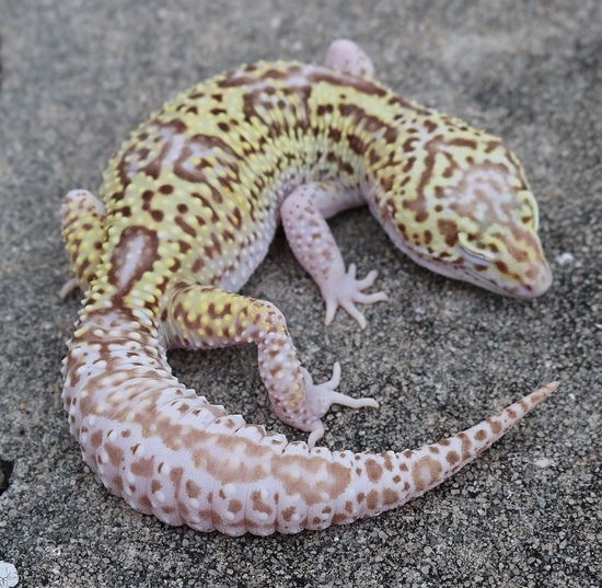 Mack Snow Radar Het Blizzard Leopard Gecko by Bayside Geckos