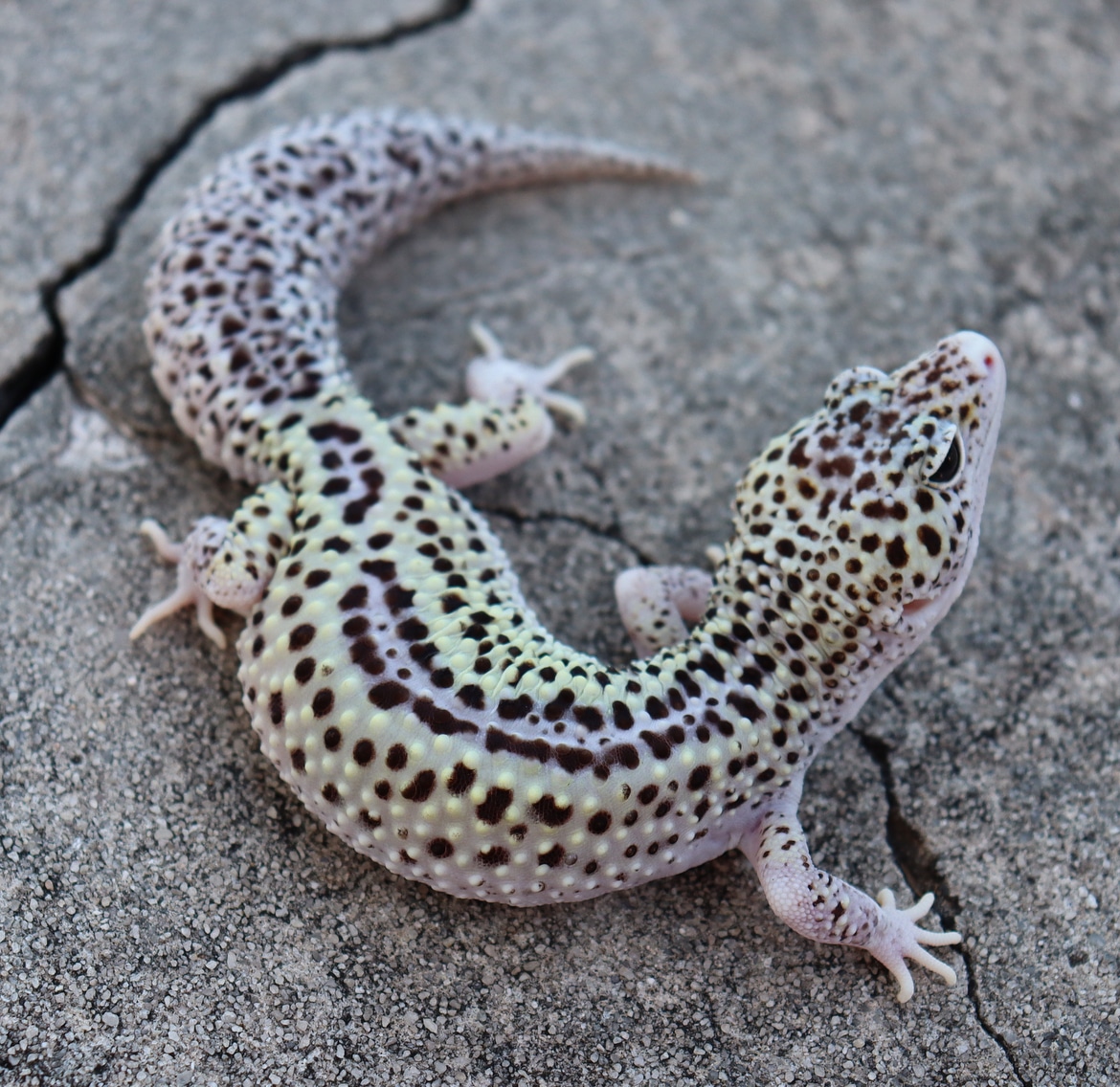 Fasciolatus Mack Snow Eclipse Reverse Stripe Leopard Gecko by Bayside ...