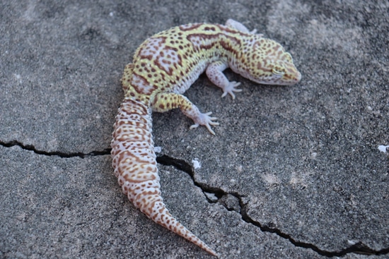 Mack Snow Radar Het White Knight Leopard Gecko by Bayside Geckos