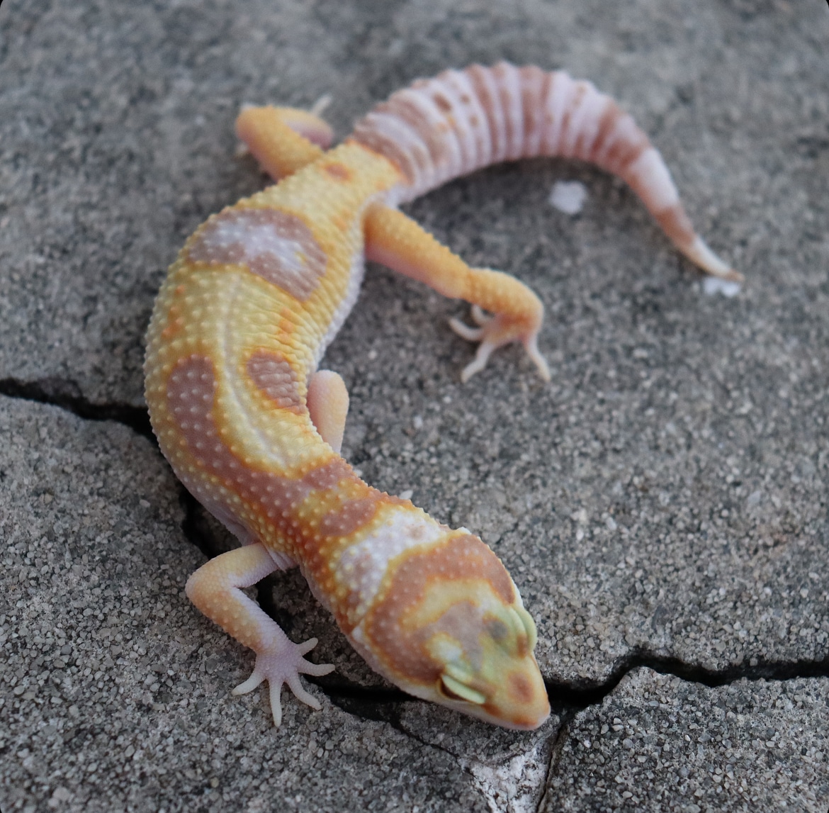 Giant W&Y Tremper Eclipse Leopard Gecko by Bayside Geckos - MorphMarket