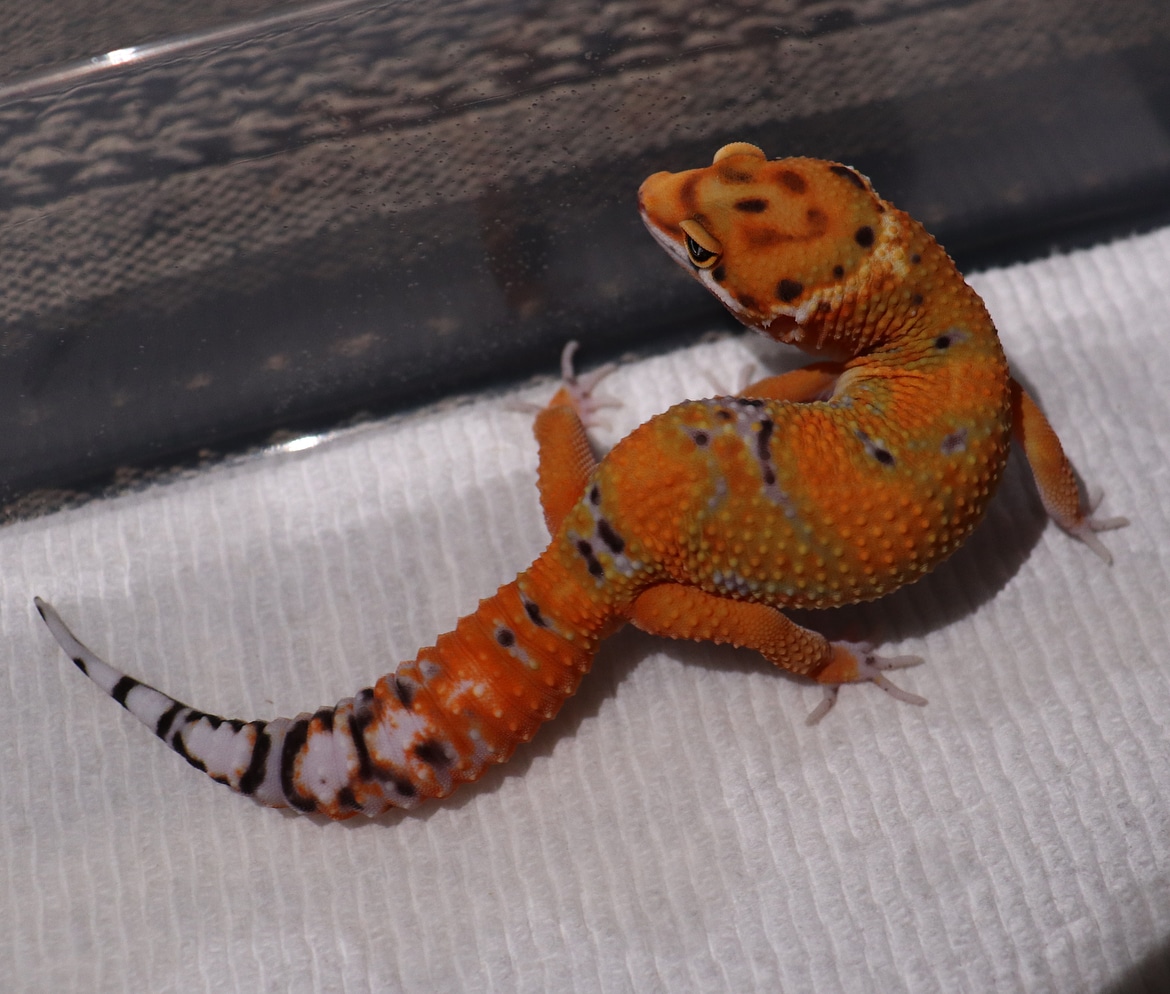Clown/Red Diamond Cross Het Tremper Leopard Gecko by Bayside Geckos ...