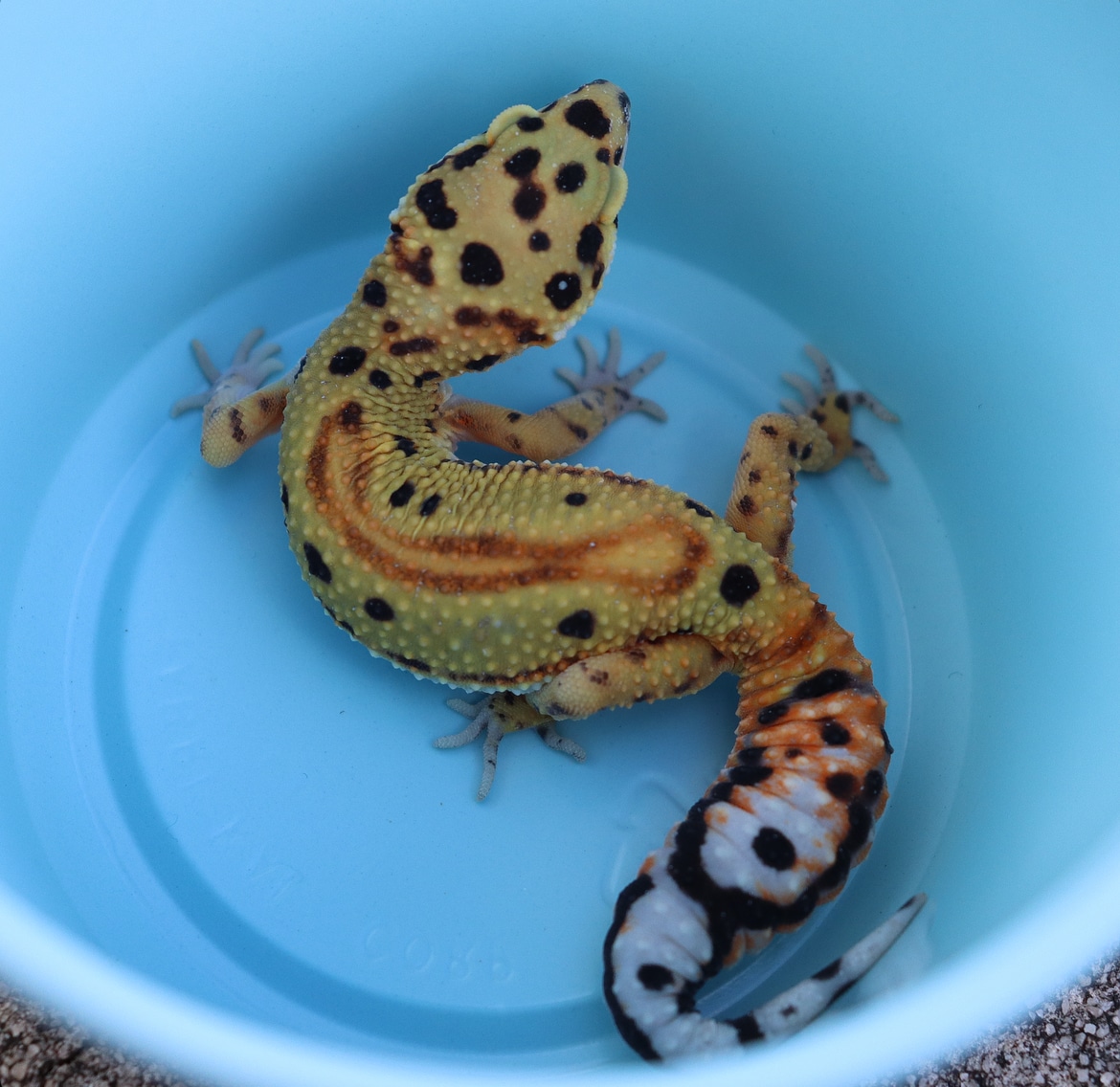 Clown (NKH) Leopard Gecko by Bayside Geckos - MorphMarket