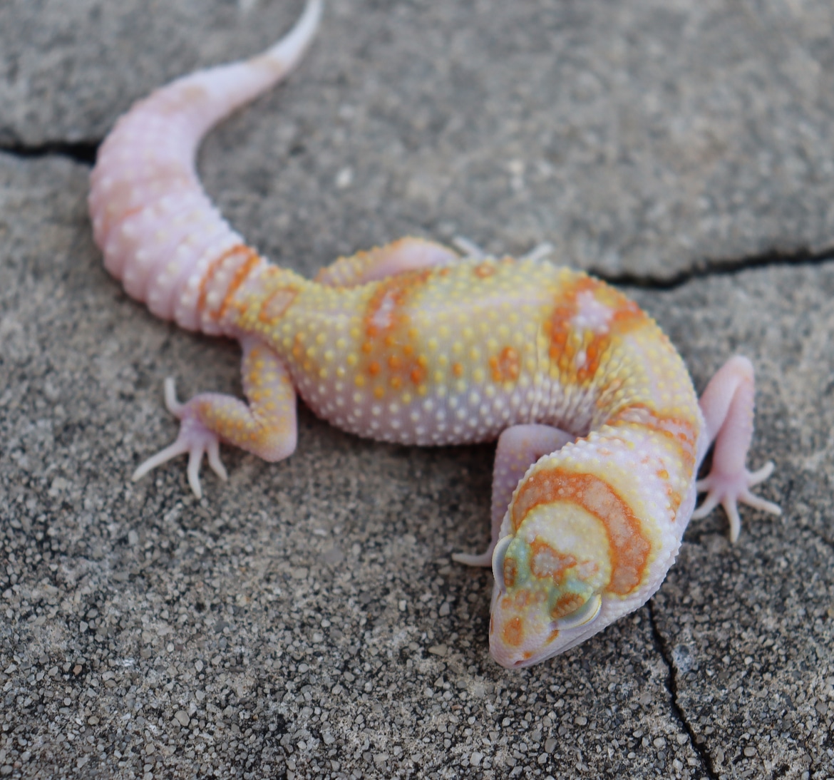 Giant W&Y Mack Snow Tremper Eclipse Leopard Gecko by Bayside Geckos ...