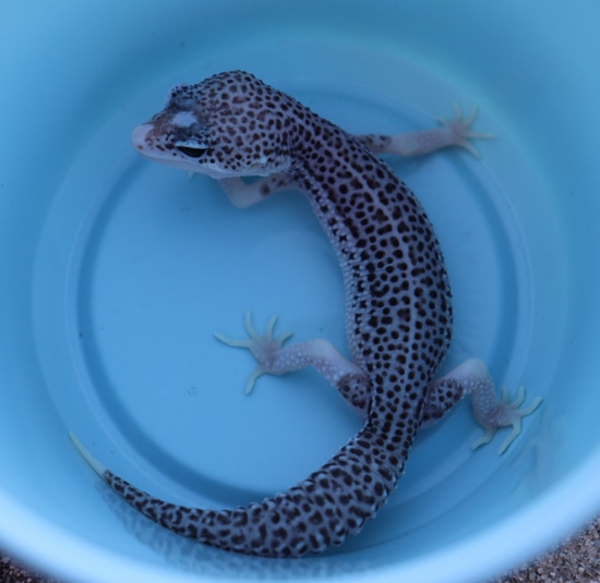 Pied Galaxy (Black Night Bold Cross) Leopard Gecko by Bayside Geckos