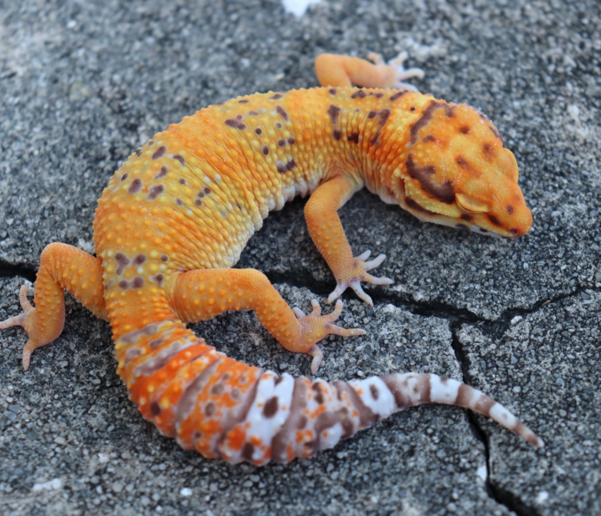 Mandarin Blood Bell Leopard Gecko by Bayside Geckos - MorphMarket