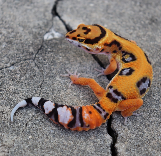 Bold Clown Project Leopard Gecko by Bayside Geckos