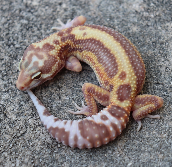 Rainwater Mack Snow Bold Stripe Leopard Gecko by Bayside Geckos
