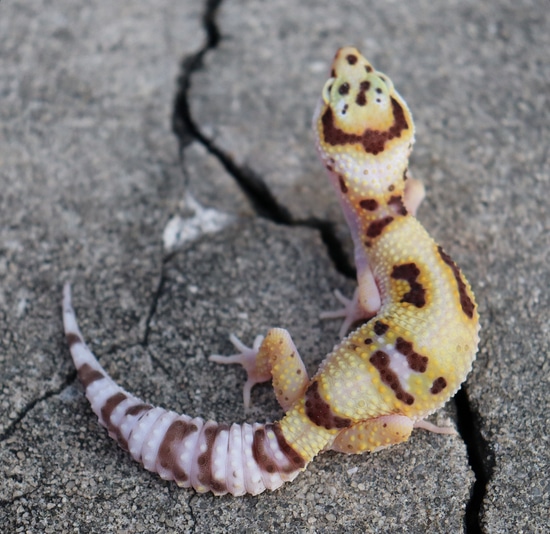 Afghan W&Y Radar Leopard Gecko by Bayside Geckos