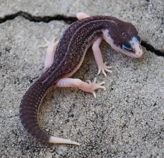 Panda Pied 🐼 Leopard Gecko by Bayside Geckos