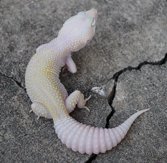 White Knight Mack Snow Leopard Gecko by Bayside Geckos