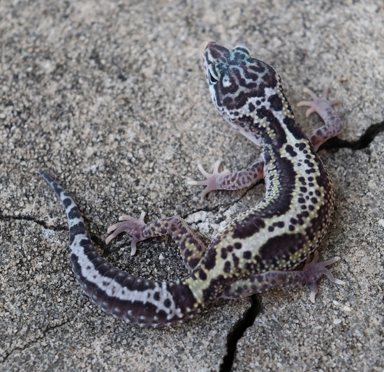 Black Night Mack Snow Bold (Cross) Leopard Gecko by Bayside Geckos