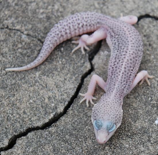 Fasciolatus Super Snow Eclipse (Galaxy) Leopard Gecko by Bayside Geckos
