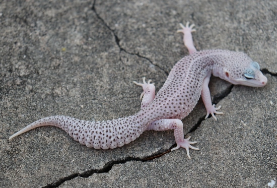 Pied Super Snow Eclipse Fasciolatus Leopard Gecko by Bayside Geckos