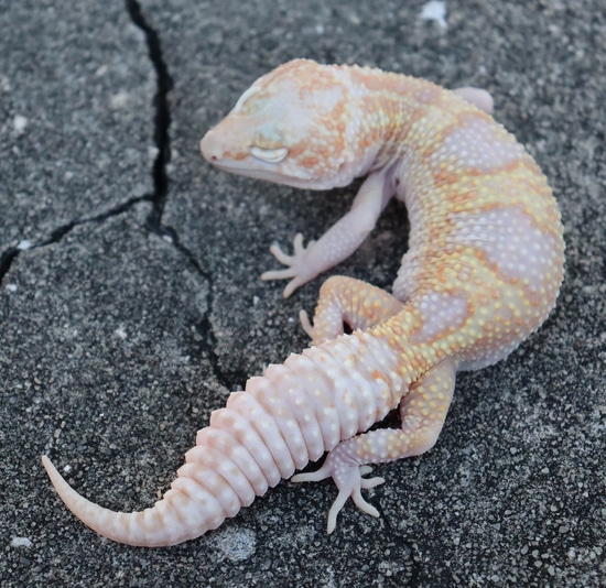 Giant W&Y Mack Snow Tremper Eclipse Het Ember Leopard Gecko by Bayside ...