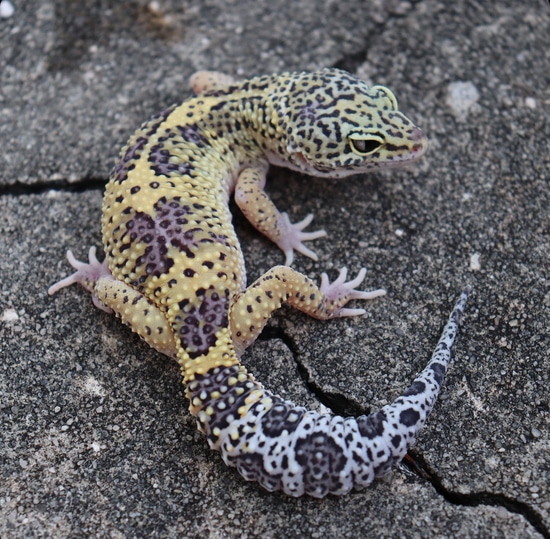 Melanistic Eclipse Leopard Gecko by Bayside Geckos