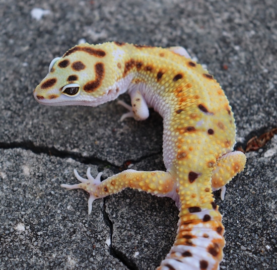 W&Y Afghan Tangerine Het Bell Leopard Gecko by Bayside Geckos