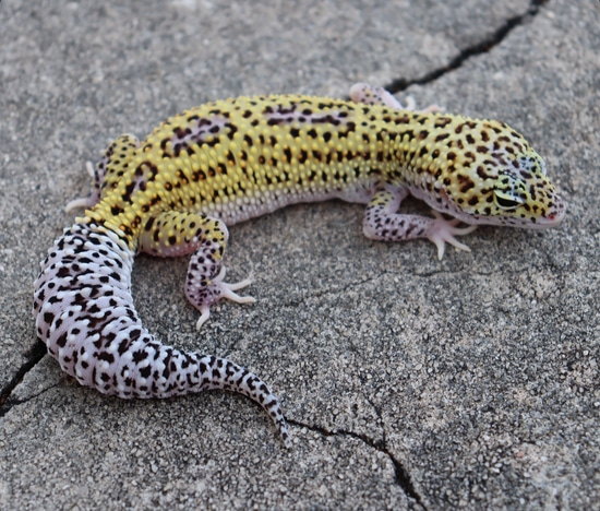 Melanistic Eclipse Leopard Gecko by Bayside Geckos