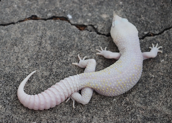 1.3 Mack Snow White Knights Leopard Gecko by Bayside Geckos