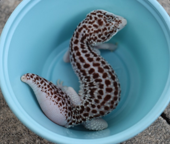 Hyper Xanthic Galaxy Het Tremper Leopard Gecko by Bayside Geckos