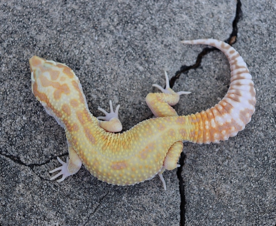 Super Giant Raptor Leopard Gecko by Bayside Geckos