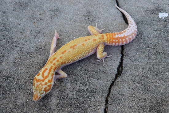 Super Giant Raptor Leopard Gecko by Bayside Geckos