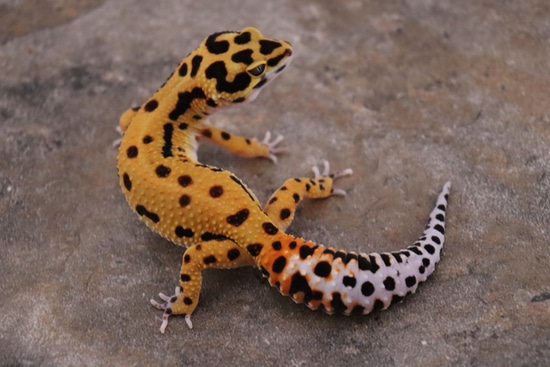 Bold Tangerine (Bengal X Monarch) Leopard Gecko by Bayside Geckos