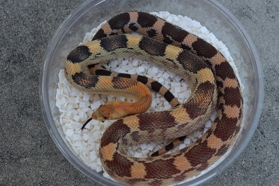 Mexican Pine Snake (Deppei Jani) 2023 by Bayside Geckos