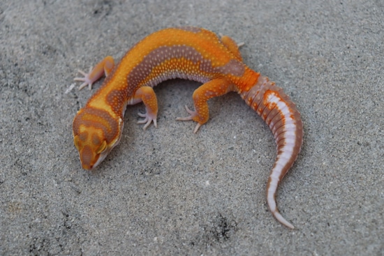 Bold Tangerine Tremper (Bengal X Monarch) Leopard Gecko by Bayside Geckos