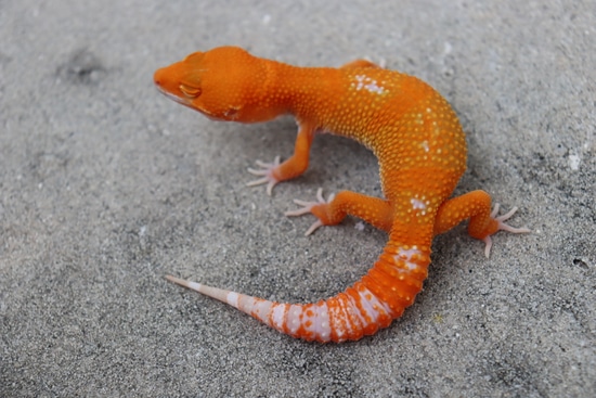 Melanistic Tangerine Tremper (BNMT Outcross) Leopard Gecko by Bayside ...