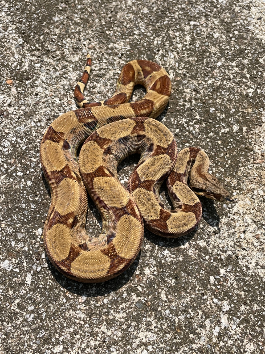 2021 Female Hypo 100% Het Kahl Boa Constrictor by Baystate Boas ...