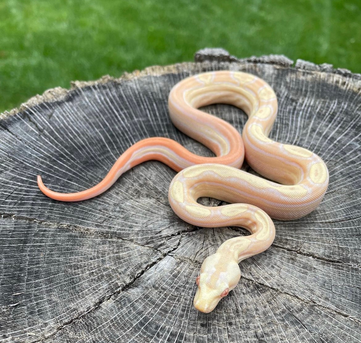 2022 Male Albino Motley Jungle 50% Het Type 1 Anery Boa Constrictor by ...