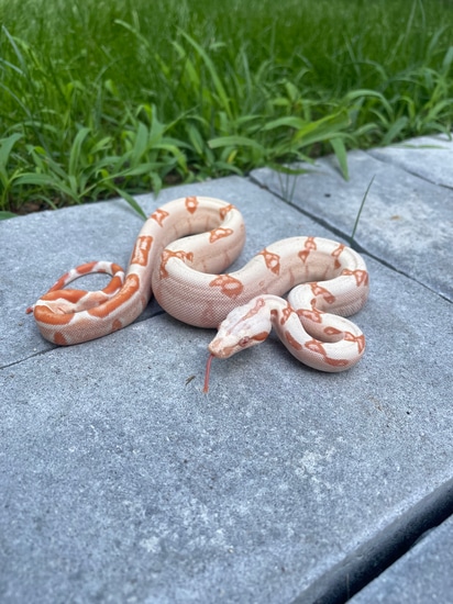 2024 Pos Super Sunglow Jungle Boa Constrictor by Baystate Boas