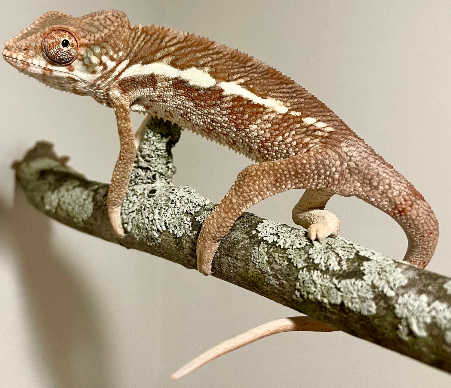 Sambava Female Panther Chameleon by Bay State Chameleons - MorphMarket
