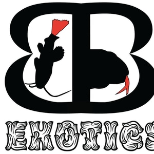 BB Exotics - MorphMarket