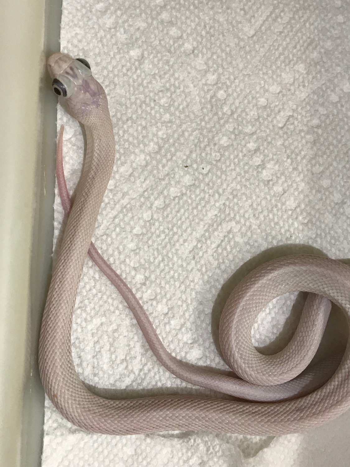 Leucistic Texas Western Rat Snake by Dr. Larry's Reptiles - MorphMarket