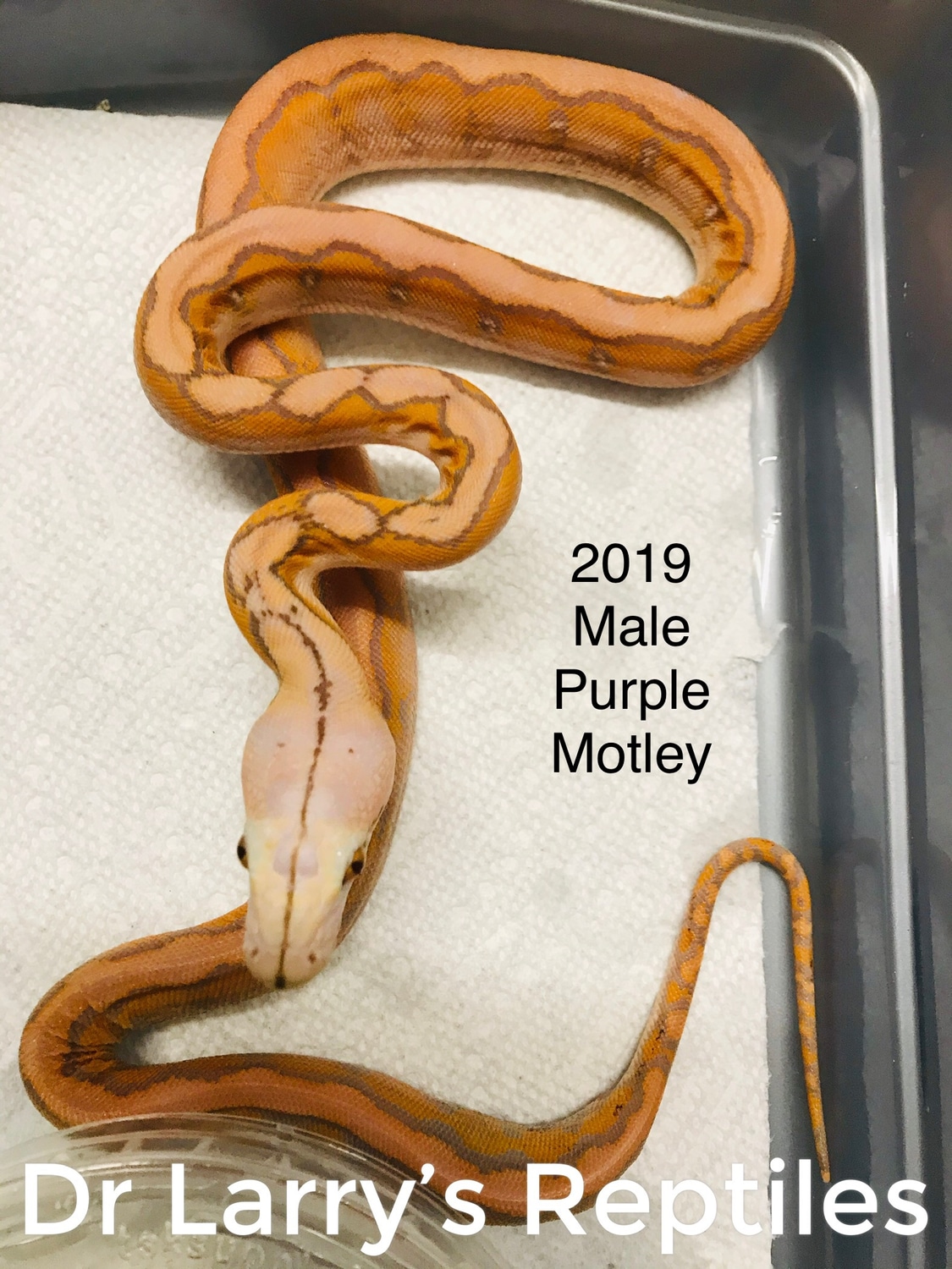 Purple Motley Reticulated Python by Dr. Larry's Reptiles - MorphMarket