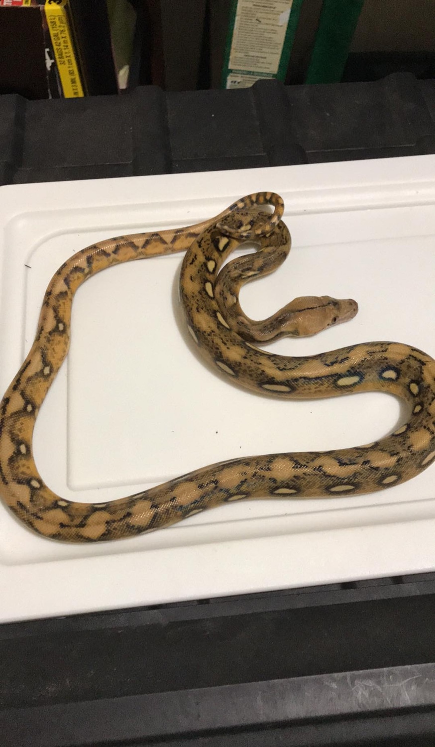 Granite Back Tiger Sunfire Reticulated Python by Dr. Larry's Reptiles ...