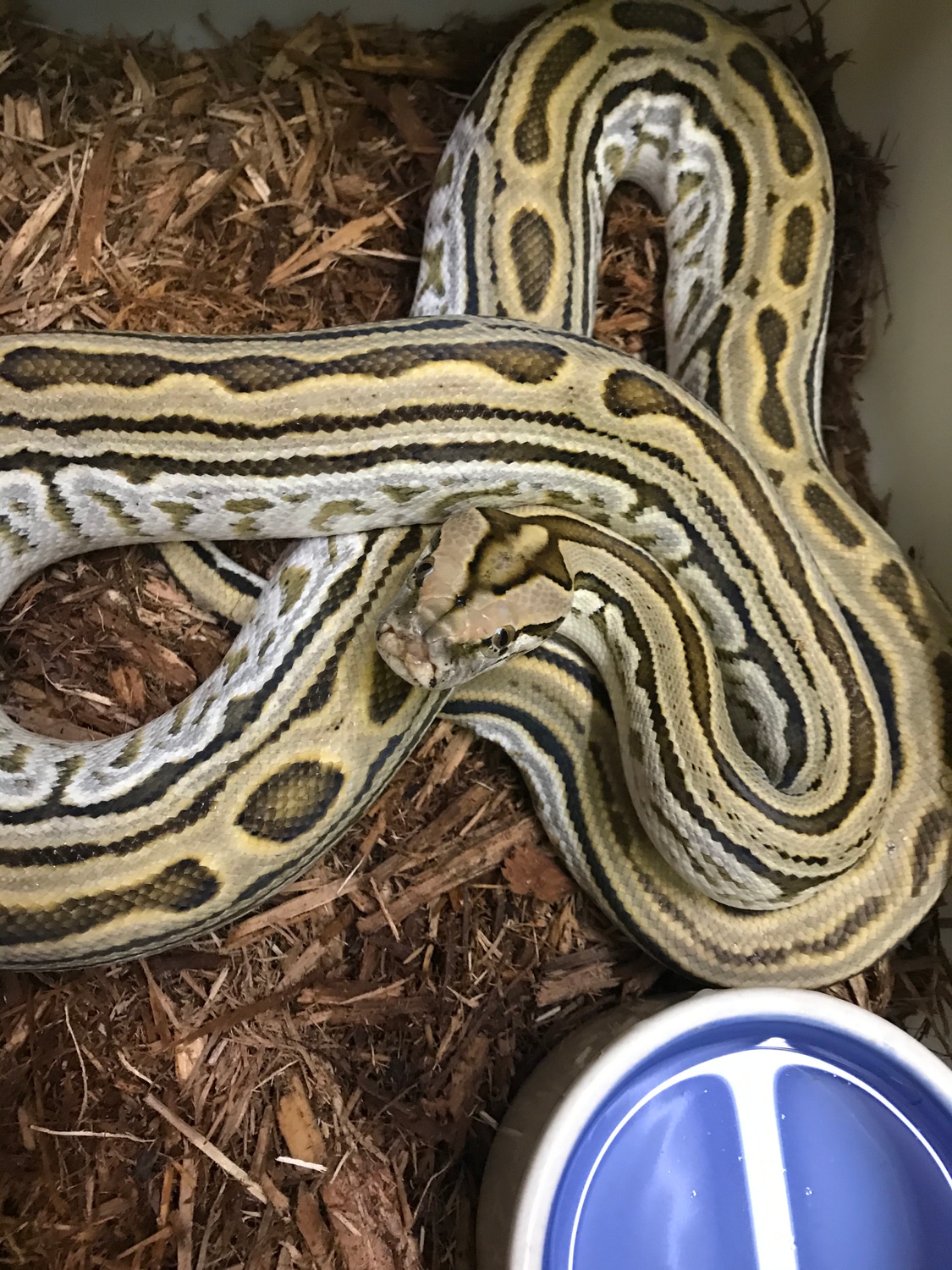 Hypo Lab Burmese Python by Dr. Larry&#039;s Reptiles - MorphMarket