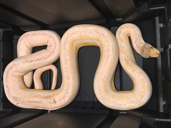 Ultra Ivory Reticulated Python by Dr. Larry's Reptiles