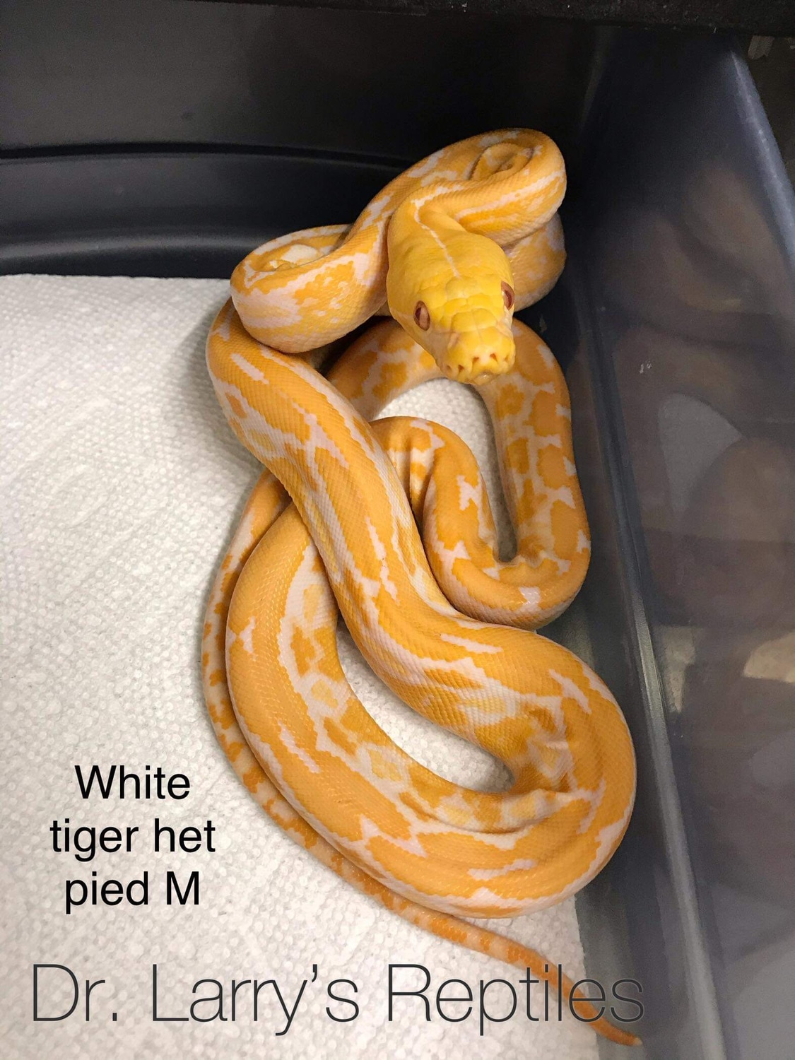 White Tiger Het Pied Retic Reticulated Python by Dr. Larry's Reptiles ...
