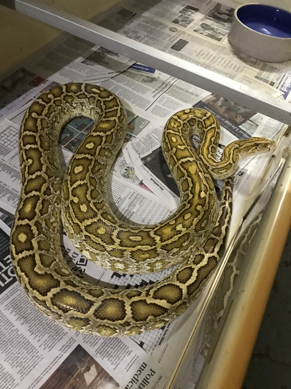 Adult Female Hypo Het Albino Burmese Python by Dr. Larry's Reptiles ...