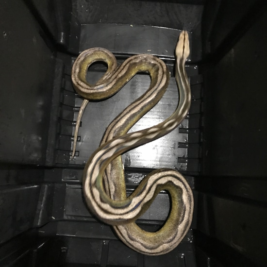 Motley Super Sunfire Super Tiger Reticulated Python by Dr. Larry's Reptiles