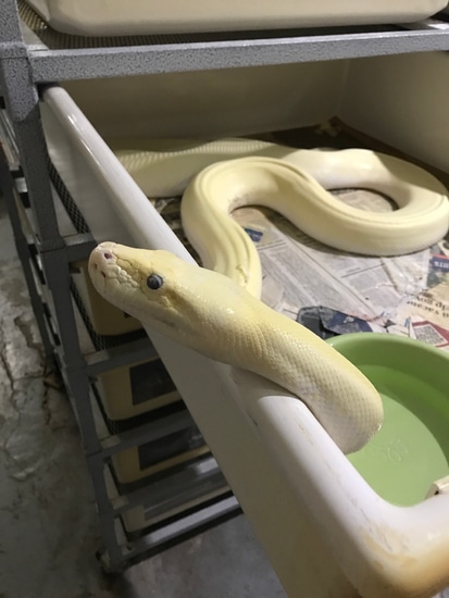 Ivory Burmese Python by Dr. Larry's Reptiles